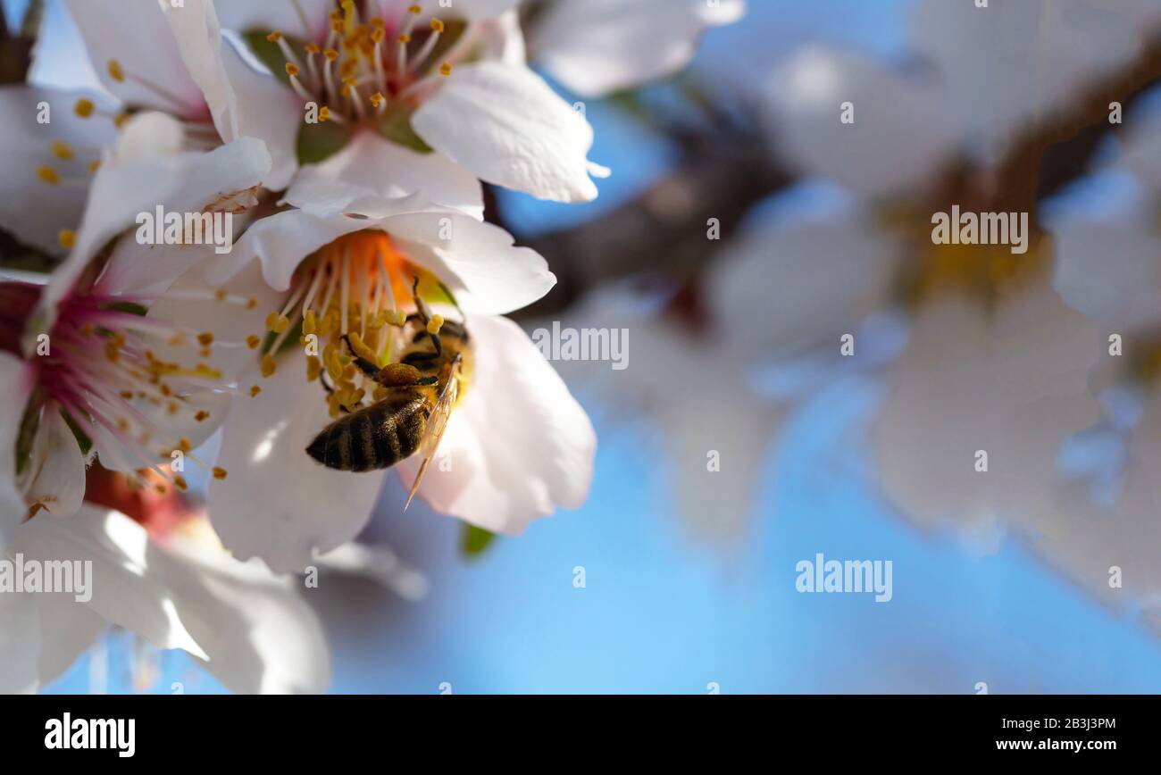 Springtime. Honey bee gathering pollen from almond tree blossoms, blue ...