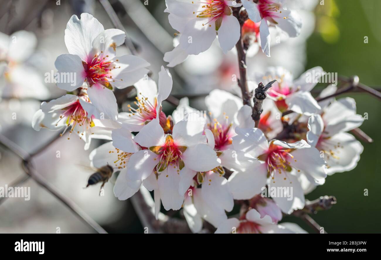 Almond tree spring blooming. White pink blossoms closeup, springtime ...