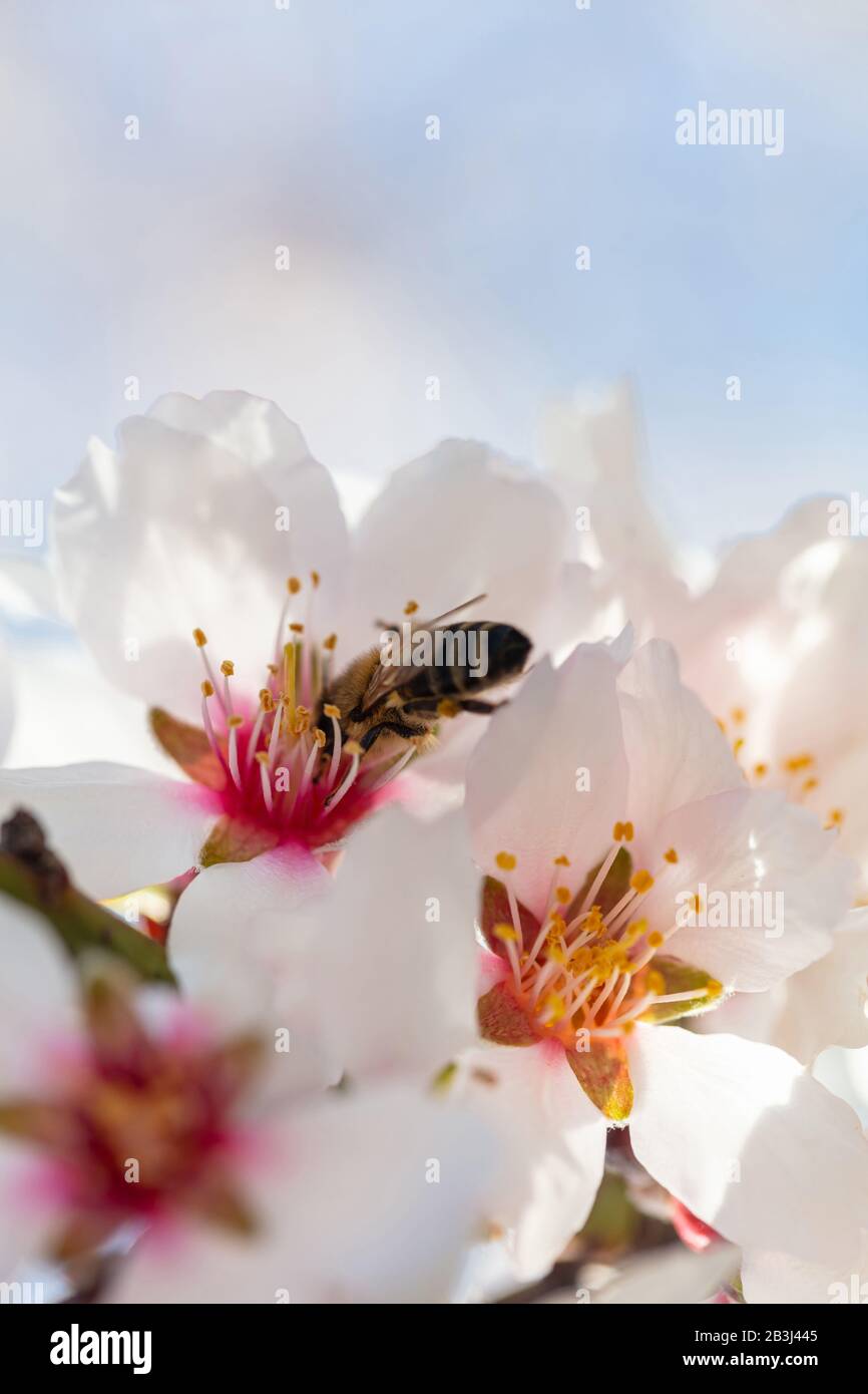 Springtime pollination. Honey bee gathering pollen from almond tree ...