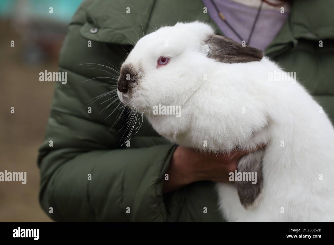 White rabbit on the street Stock Photo - Alamy