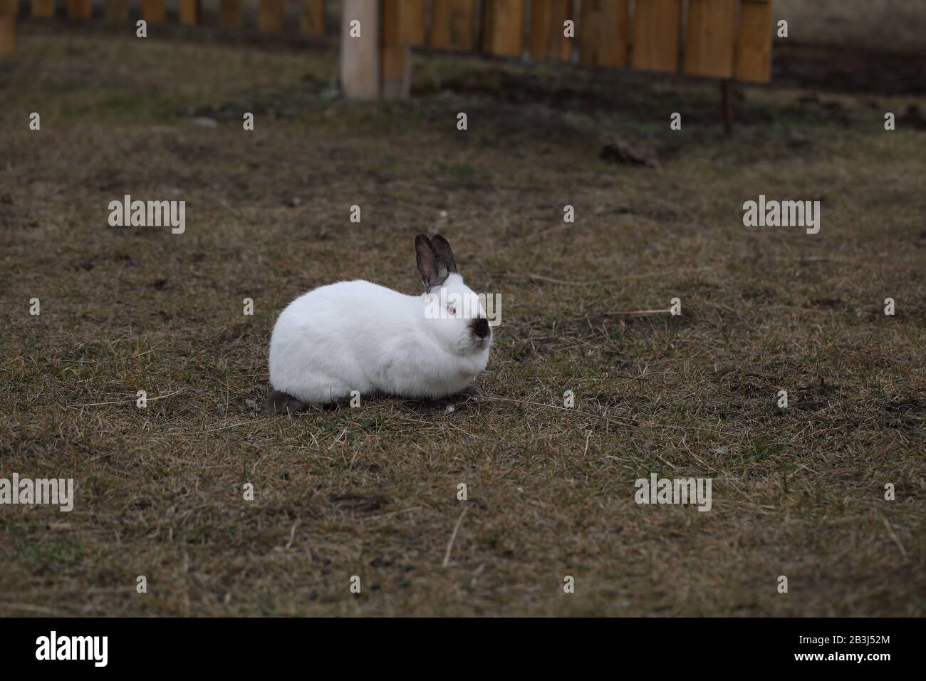 White rabbit on the street Stock Photo - Alamy