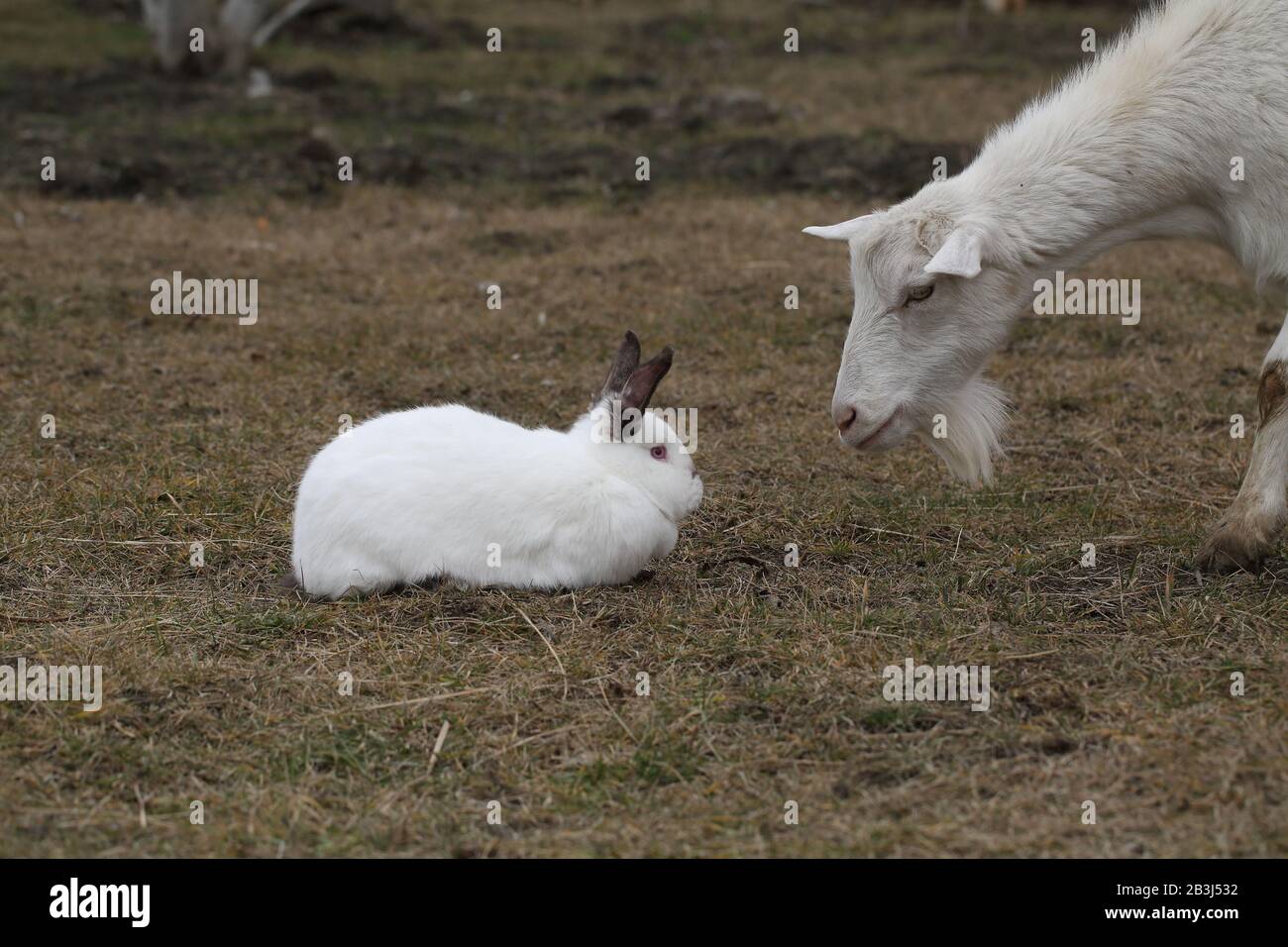 Rabbit and white goat on the street Stock Photo - Alamy