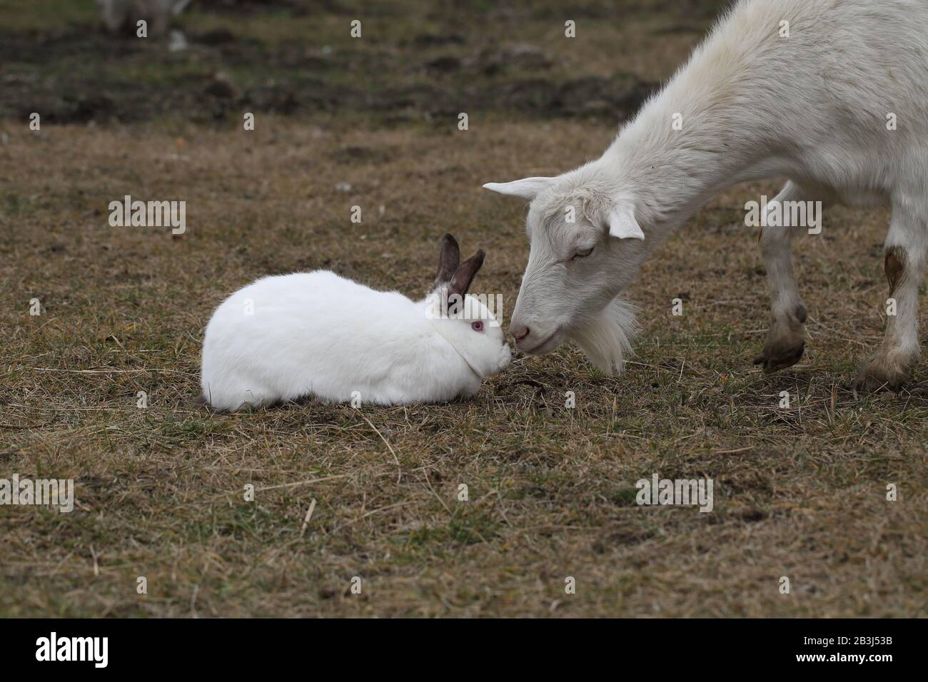 Rabbit and white goat on the street Stock Photo - Alamy