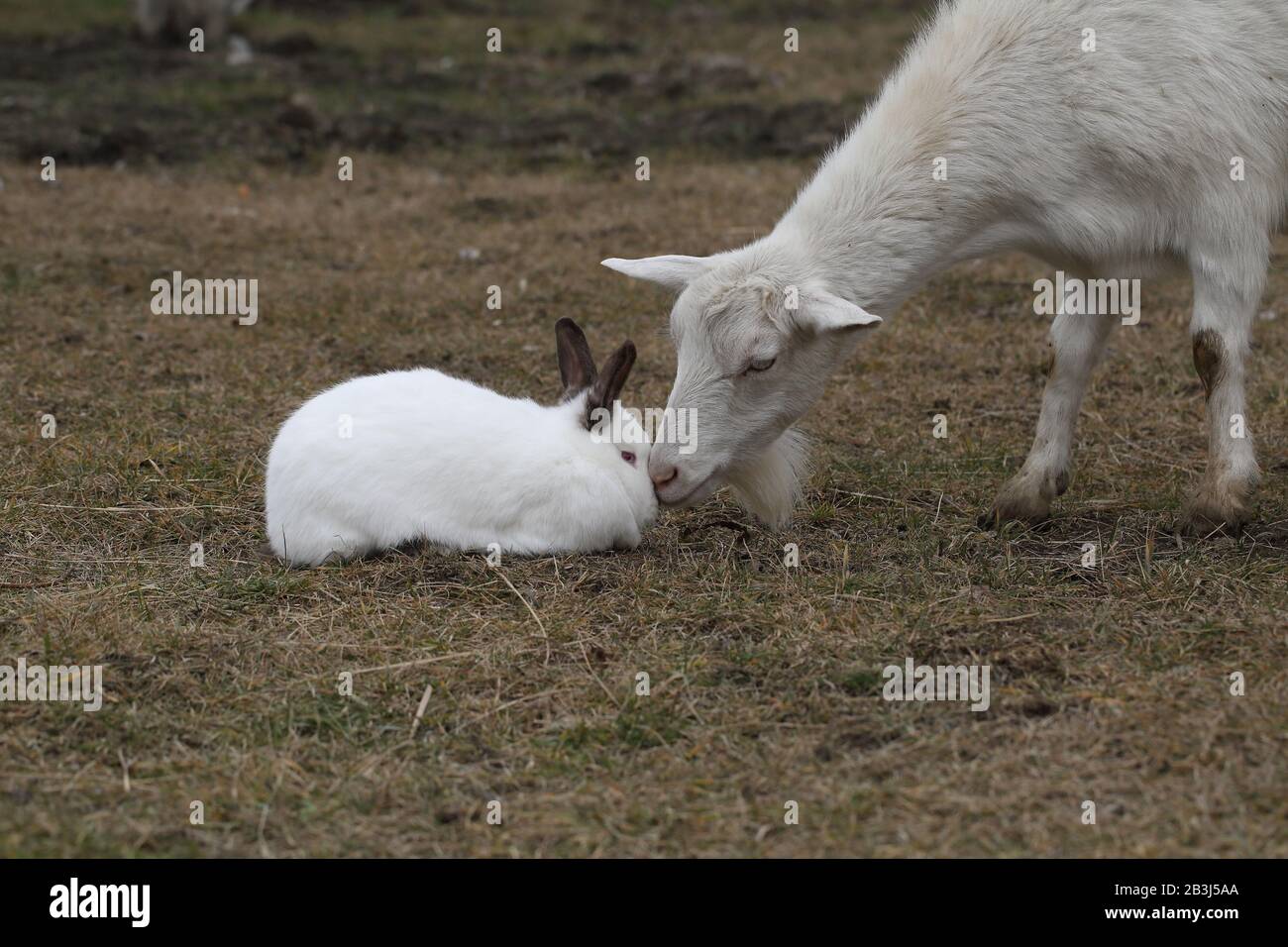 Rabbit and white goat on the street Stock Photo - Alamy