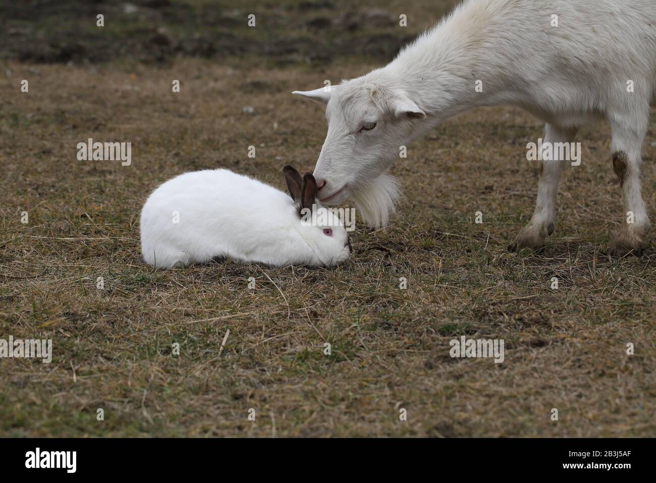 Rabbit and white goat on the street Stock Photo - Alamy