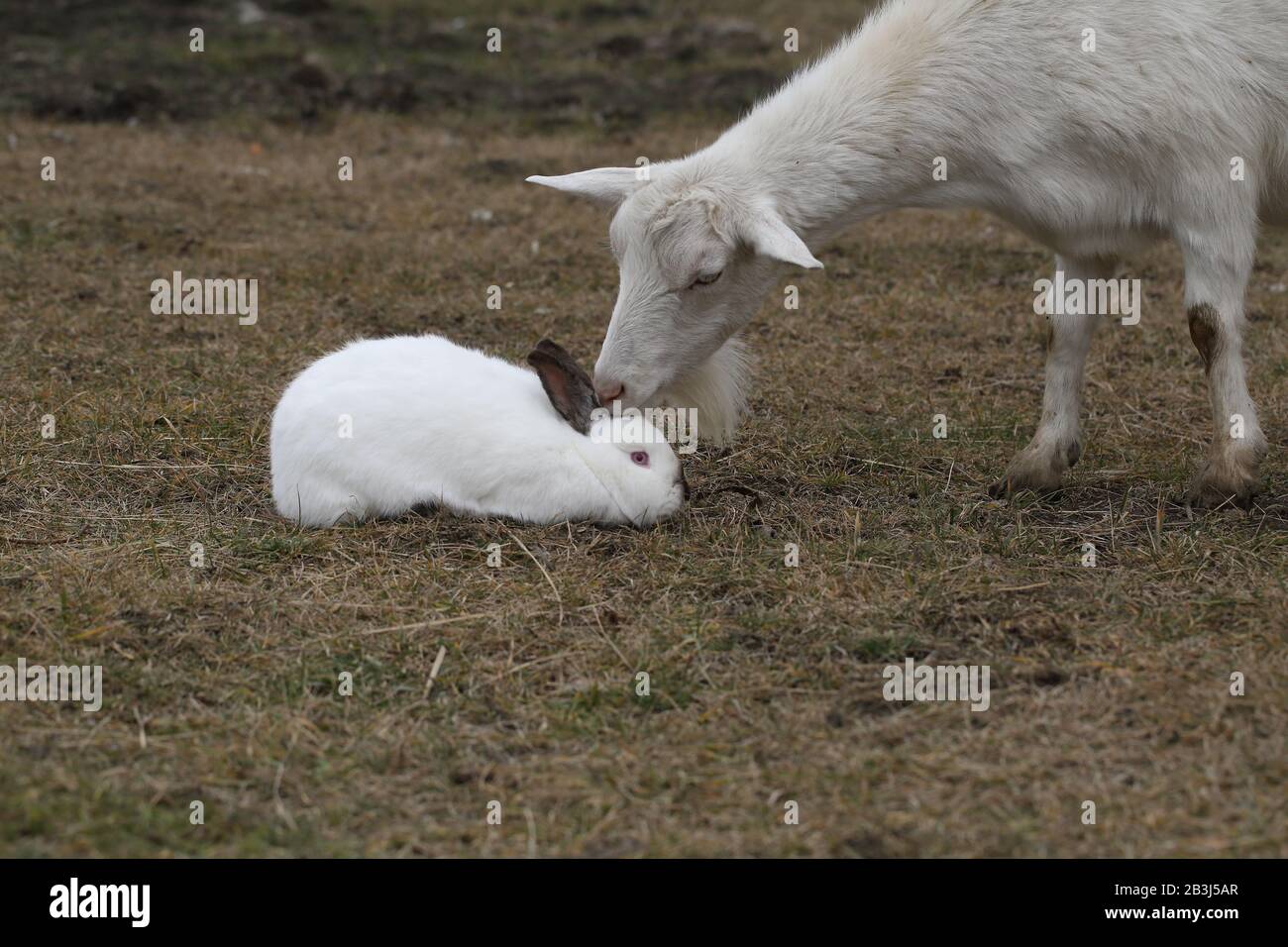 Rabbit and white goat on the street Stock Photo - Alamy