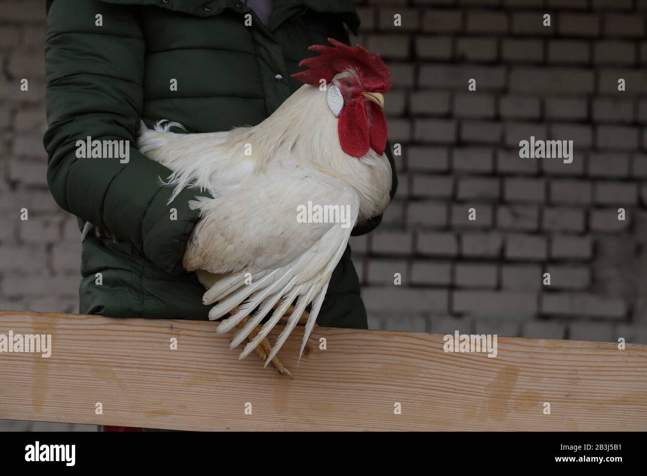Big beautiful white rooster in the hands of a farmer Stock Photo - Alamy