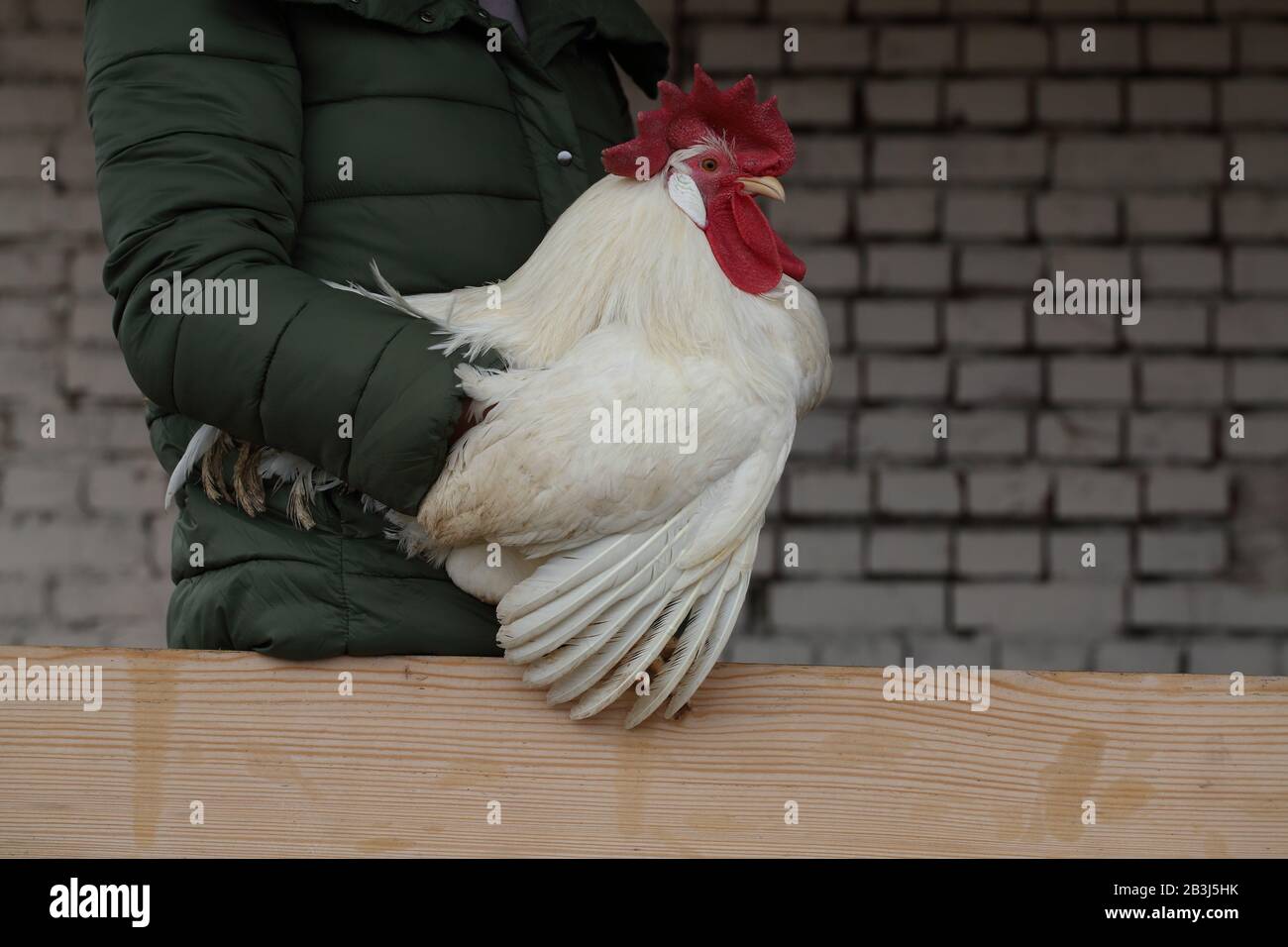 Waking rooster hi-res stock photography and images - Alamy