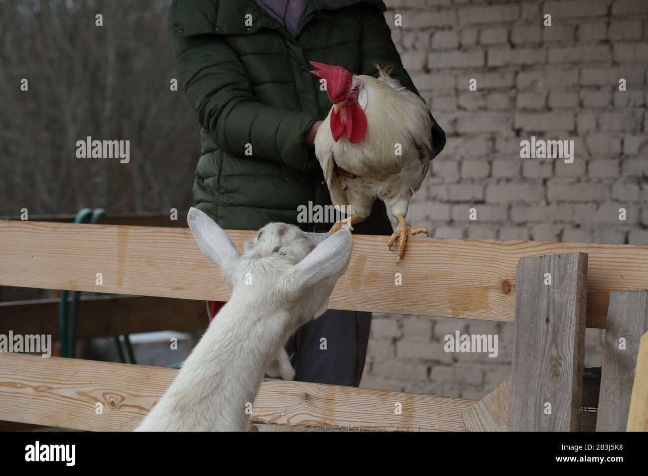 Big beautiful white rooster in the hands of a farmer Stock Photo - Alamy
