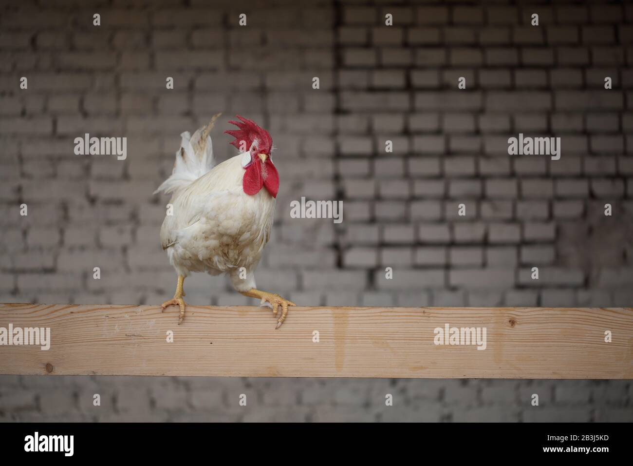 Big beautiful white rooster in the hands of a farmer Stock Photo - Alamy