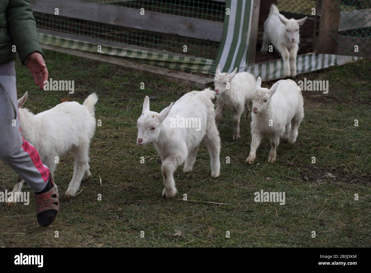 In summer goats walk village hi-res stock photography and images - Alamy