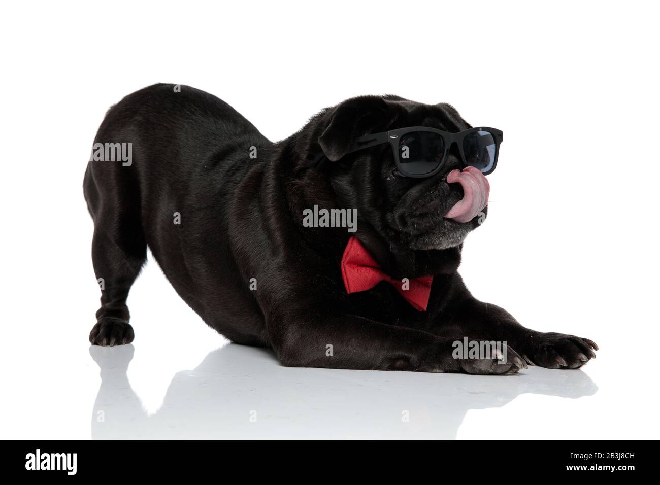 Adorable pug stretching with its butt in the air and looking to the ...