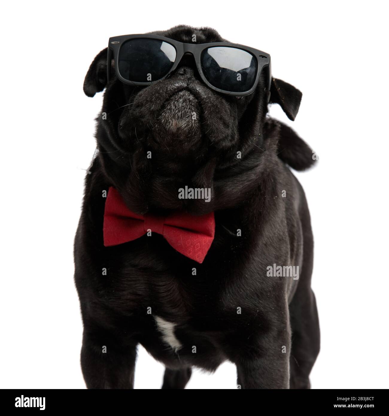 Cool pug bravely looking forward while wearing a pair of sunglasses and ...