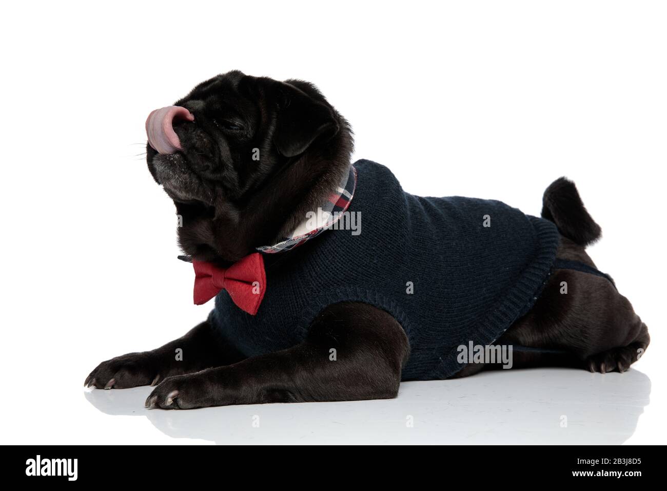 Side view of a relaxed pug licking his nose and blinking while wearing ...
