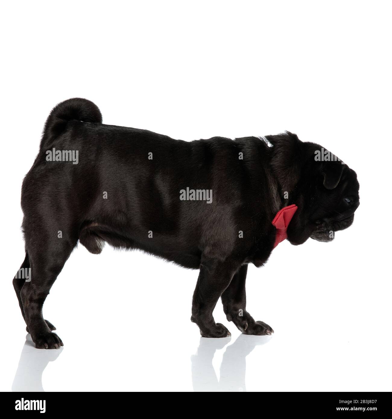 Concerned pug looking down and frowning while wearing a red bowtie and ...