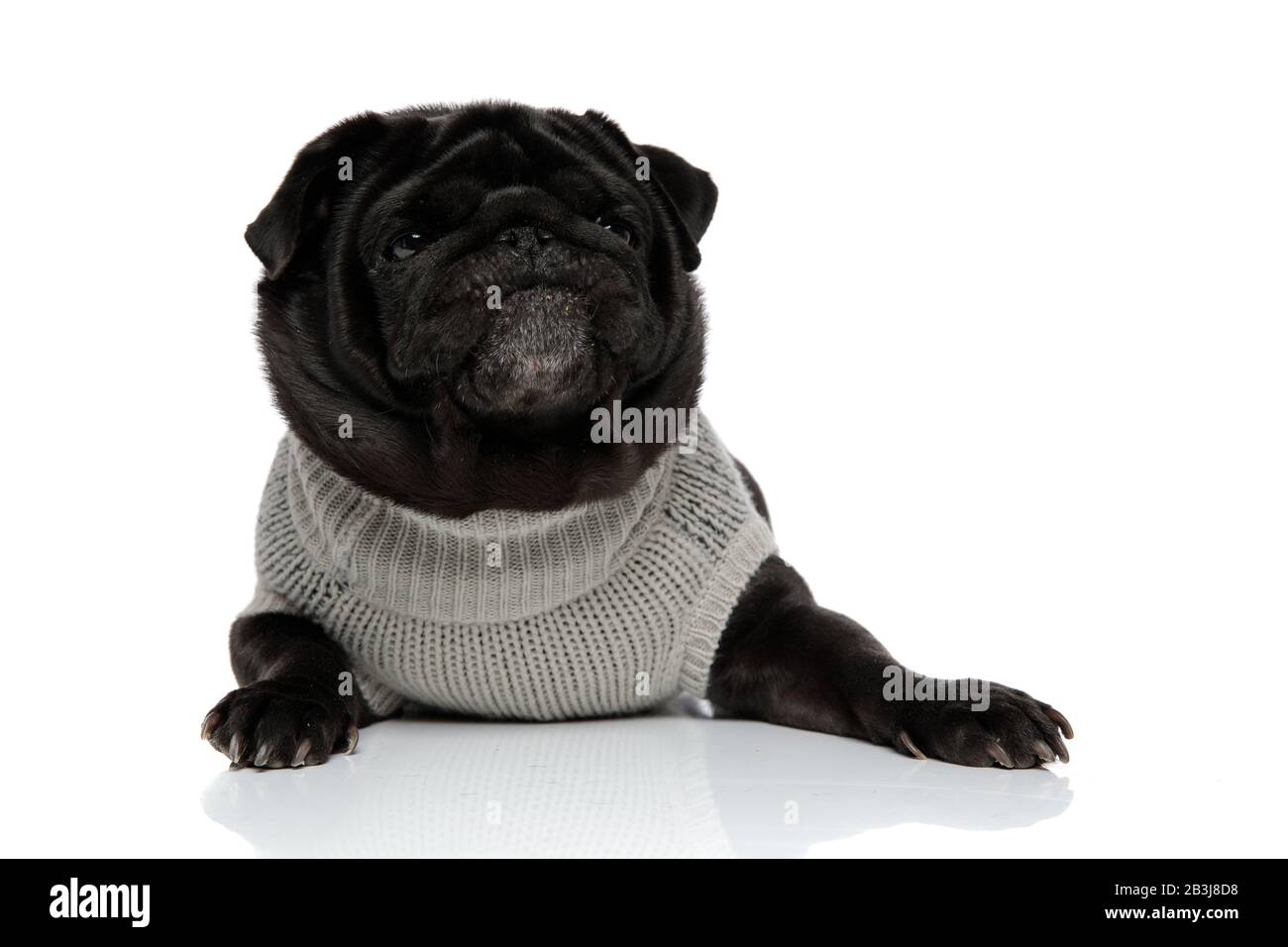 Concerned pug looking away and making a funny face while wearing a gray ...