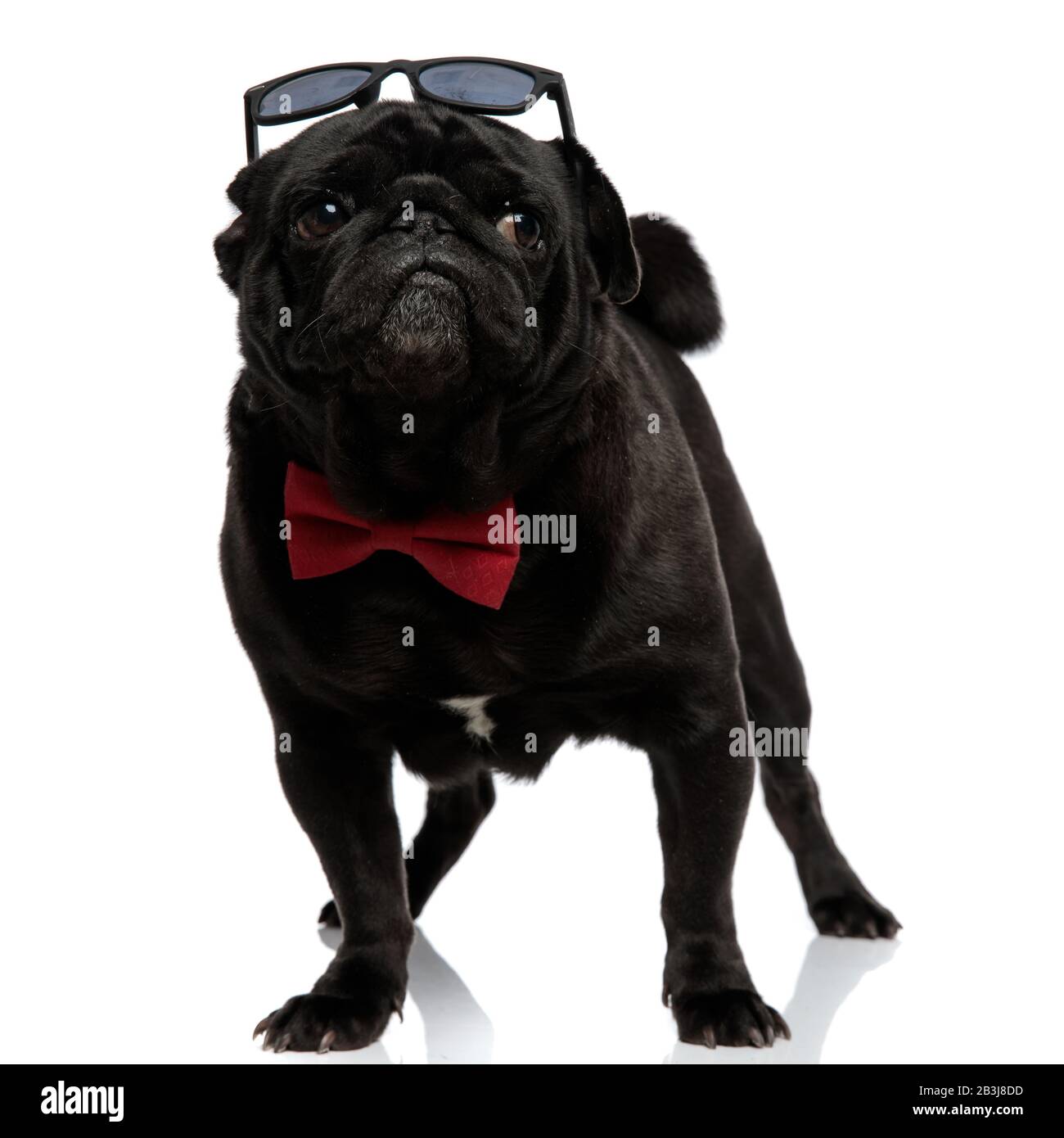 Concerned look on dog hi-res stock photography and images - Alamy