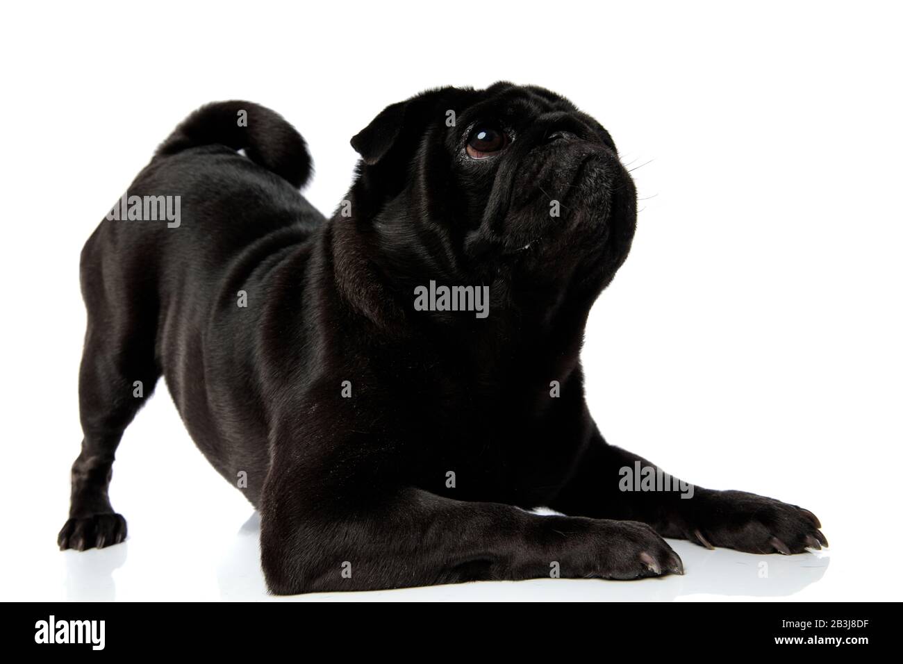 Curious black pug looking upwards with its mouth closed while standing ...