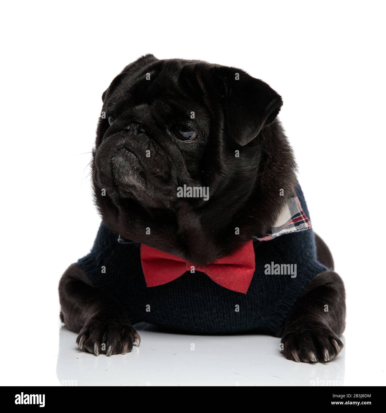 Upset black pug looking to the side and frowning while wearing a red ...