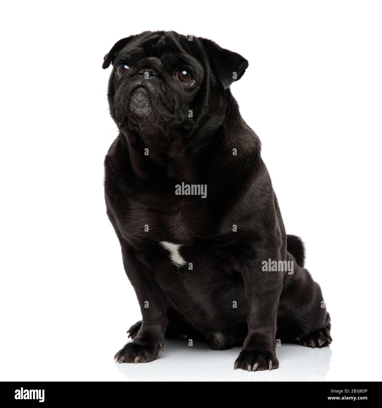 Guilty looking black pug staring and waiting with its mouth closed ...