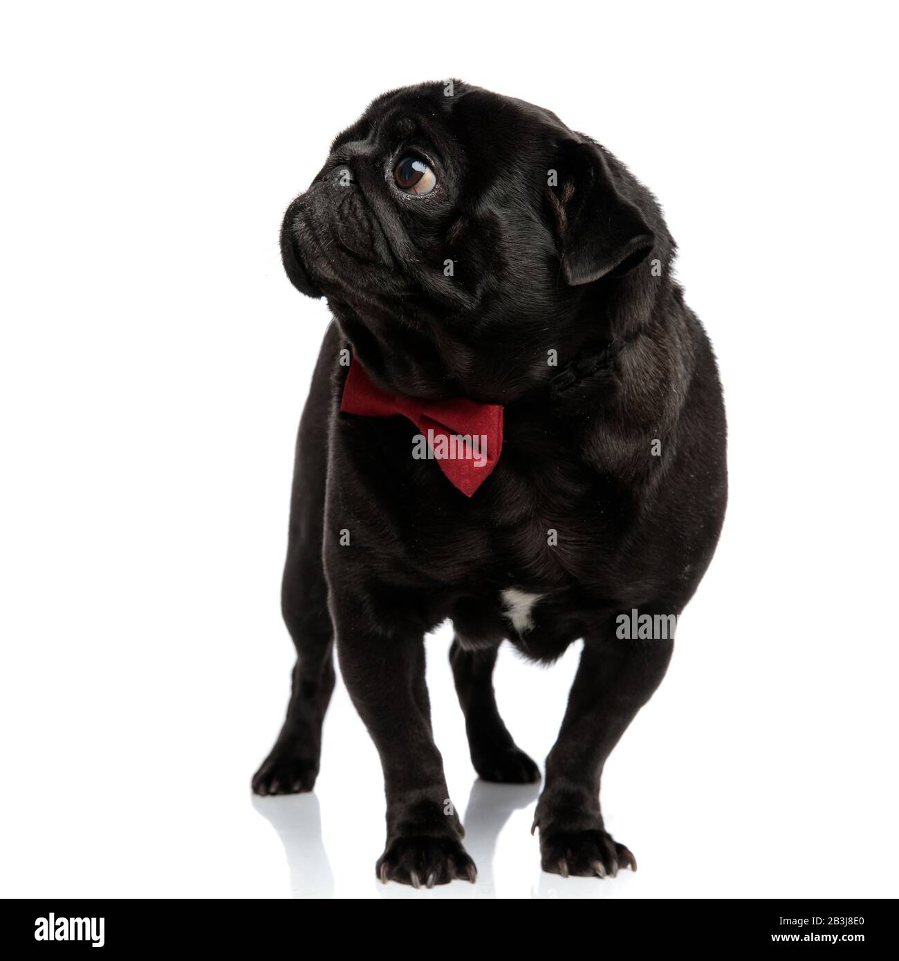 Concerned look on dog hi-res stock photography and images - Alamy