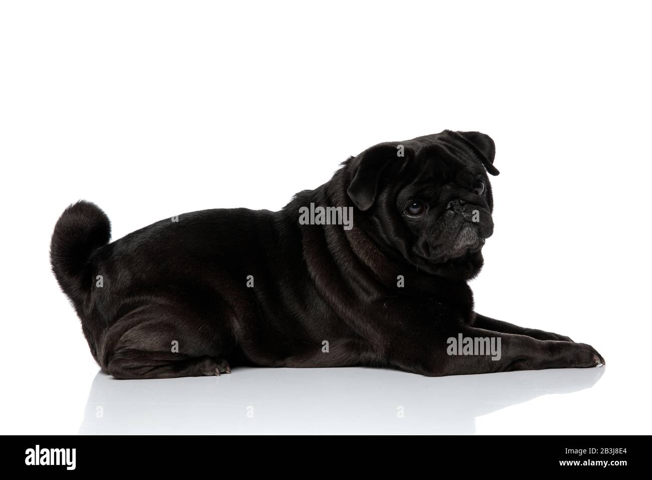 Side view of an adorable black pug looking to the camera while lying ...