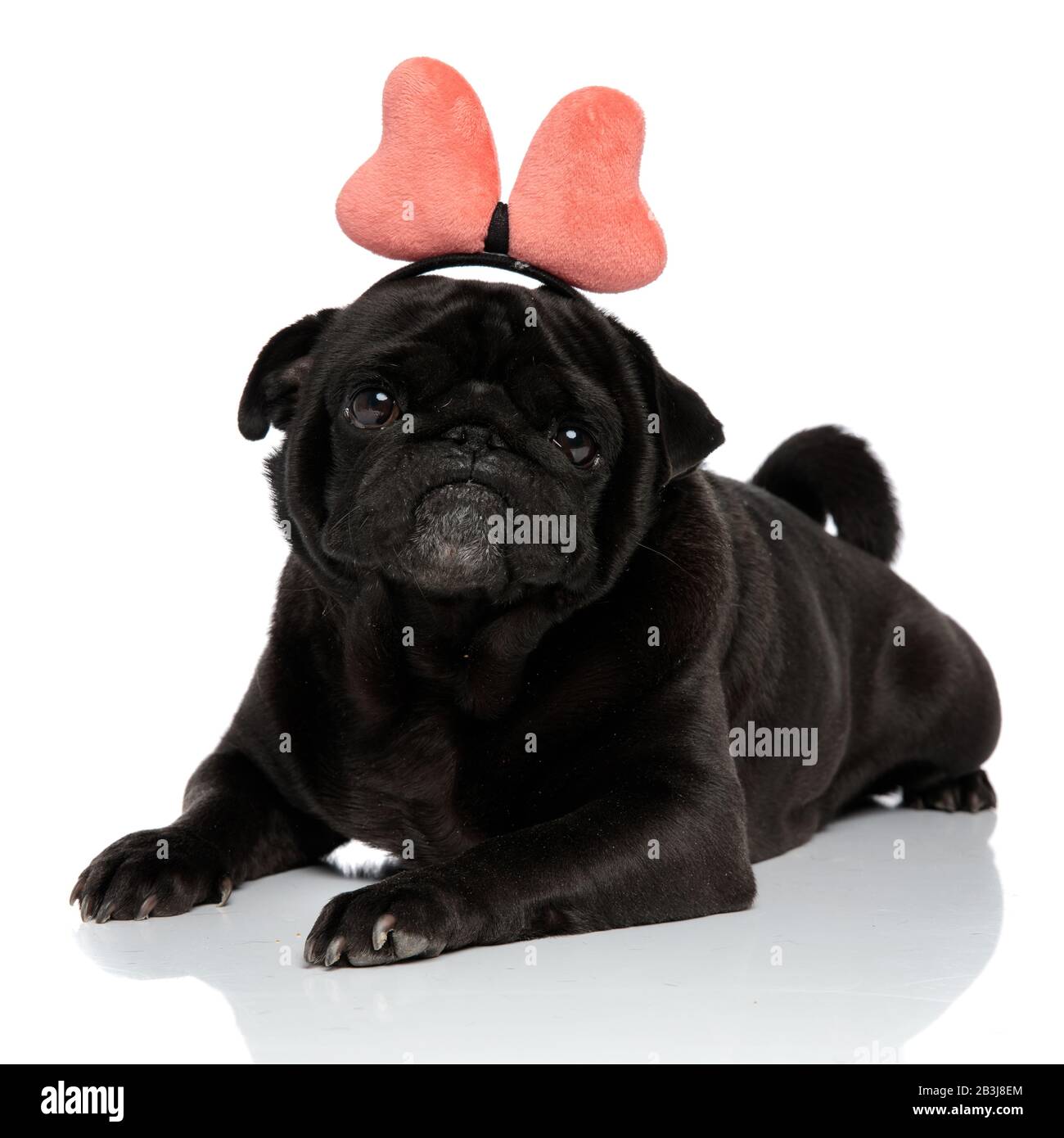 Concerned look on dog hi-res stock photography and images - Alamy