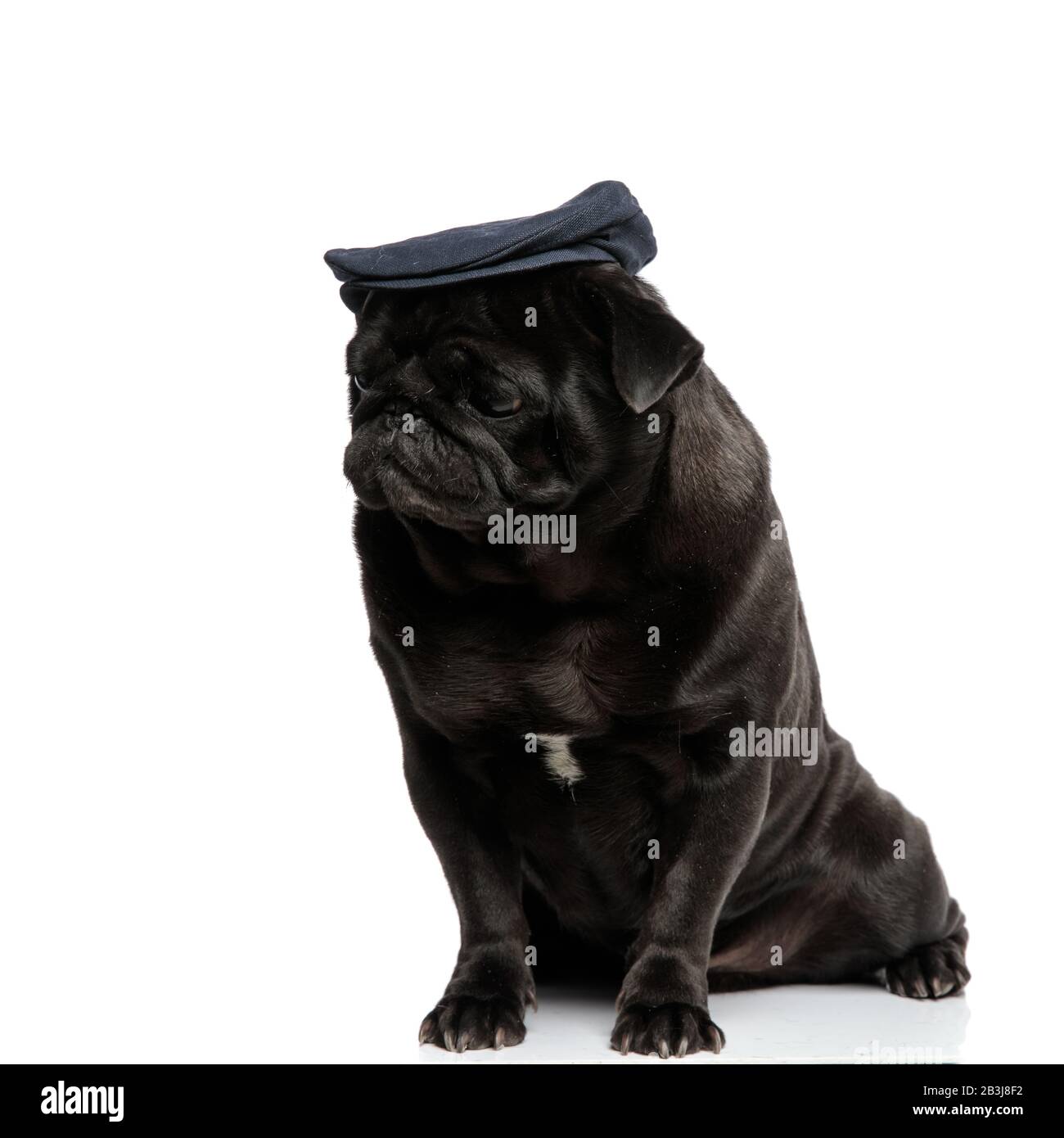 Angry black pug dog white hi-res stock photography and images - Alamy