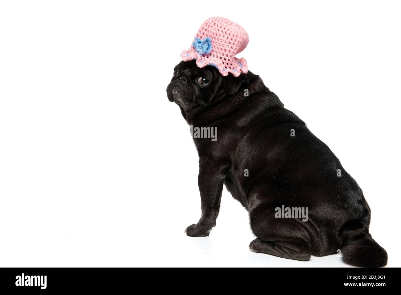 Rear view of an cute black pug looking to the camera while wearing a ...