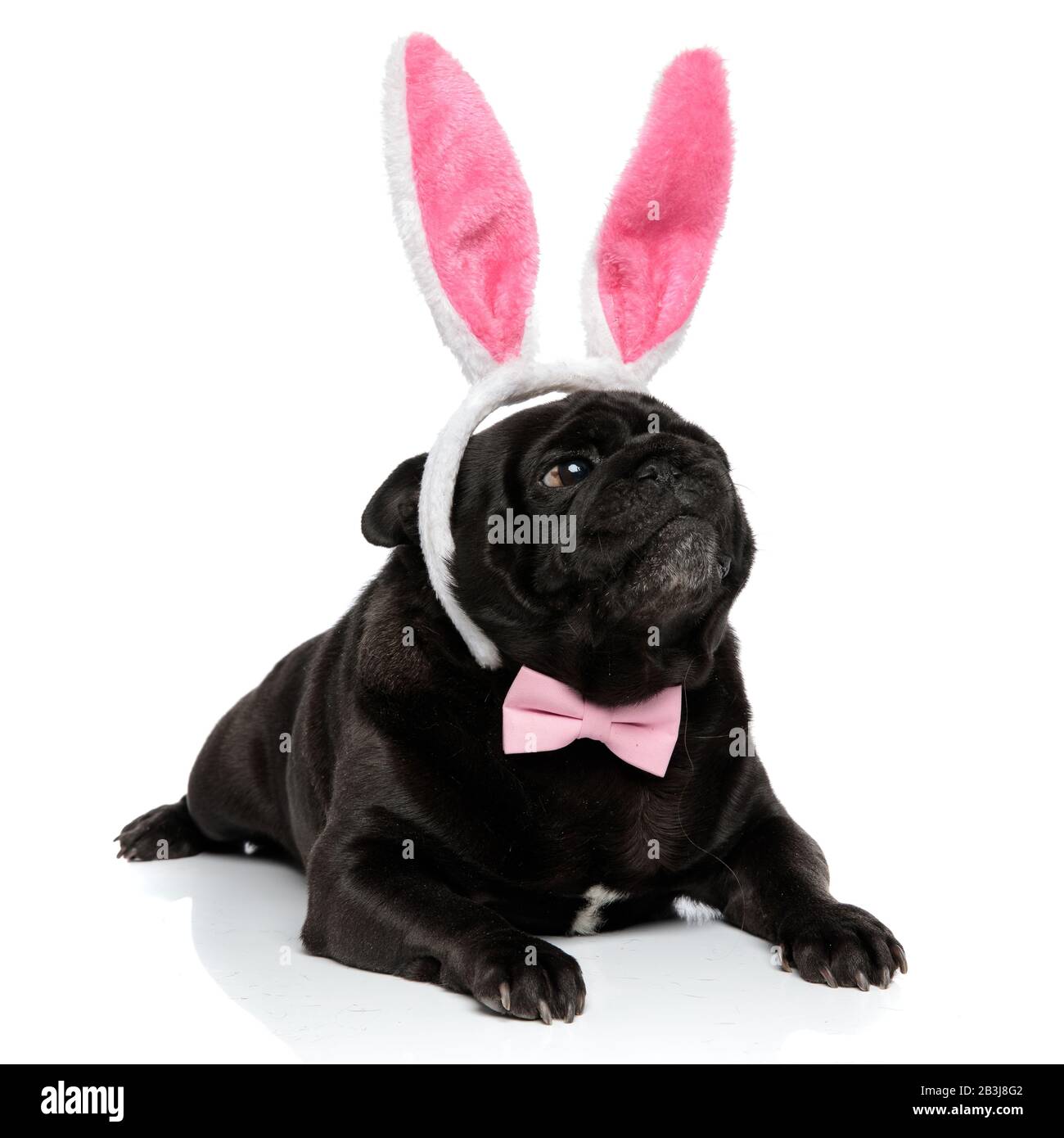 Concerned look on dog Cut Out Stock Images & Pictures - Alamy