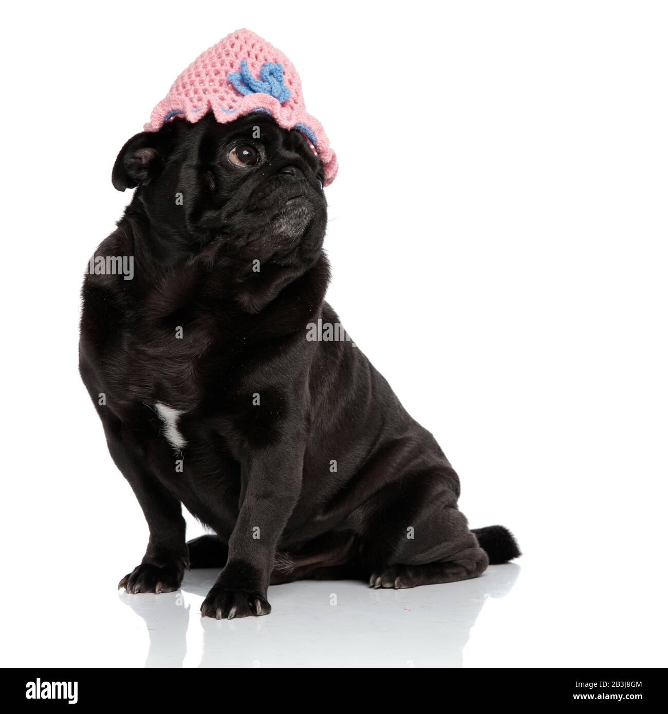 Guilty pug staring to the side with its mouth closed while wearing a ...