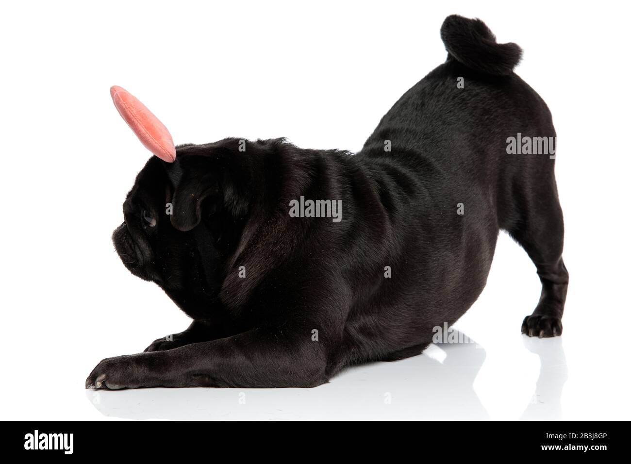 Side view of a curious black pug stretching with its butt in the air ...