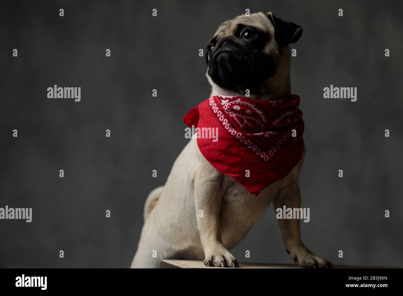 hero pug standing on a wooden box wearing a red bandana looking to side ...