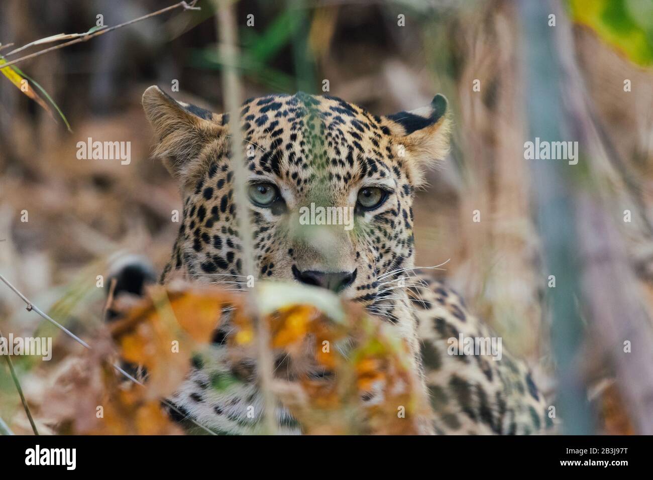 Leopard at Panna National Park in Madhya Pradesh in India Stock Photo ...