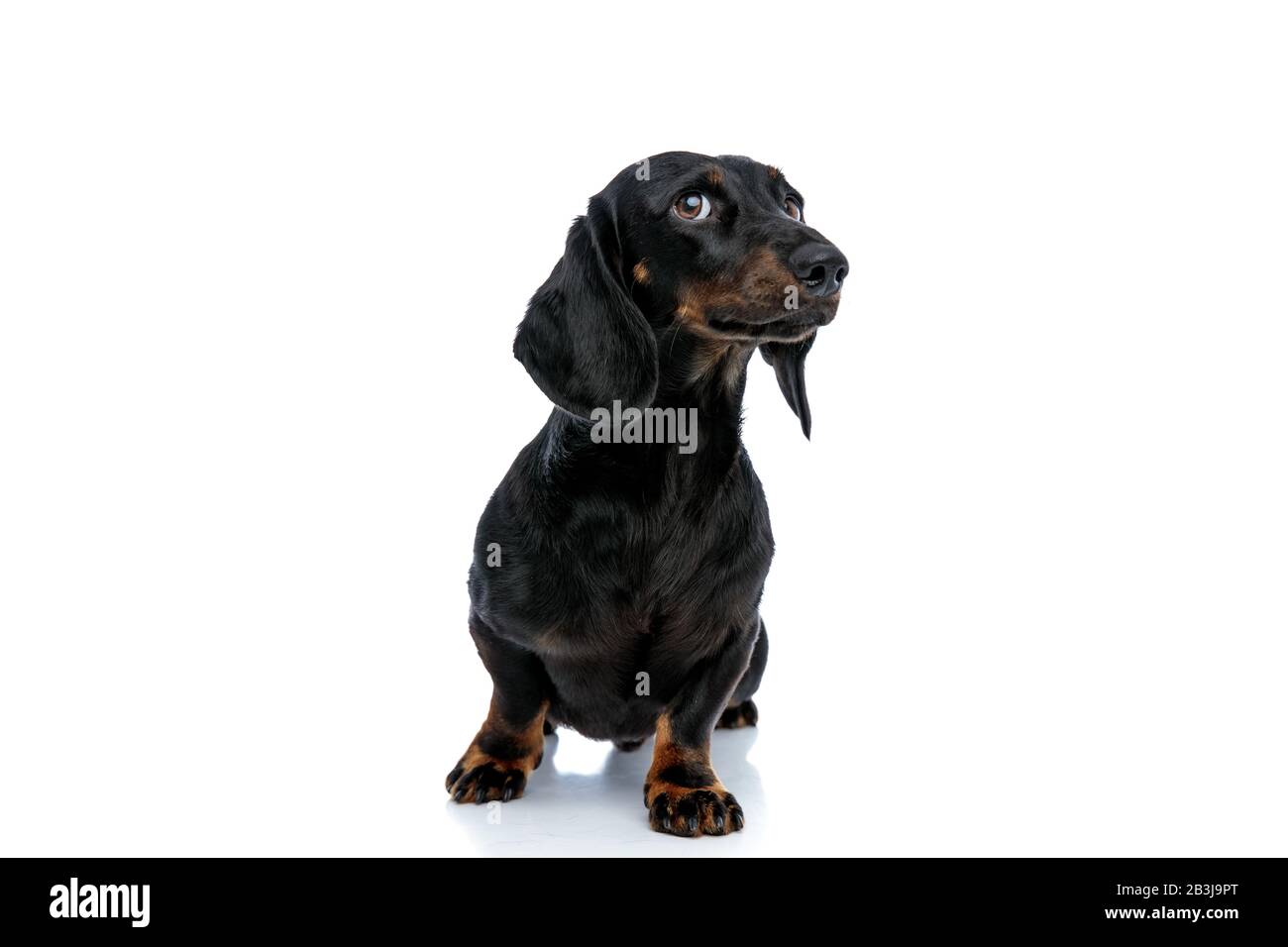 seated tiny Teckel puppy dog with black fur looking ahead with humble ...