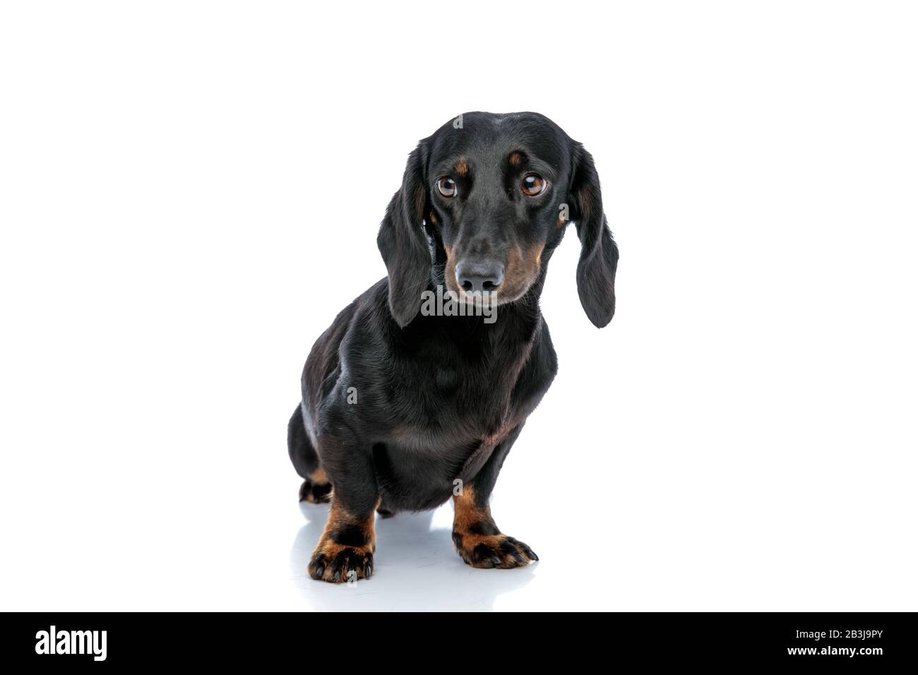 seated little Teckel puppy dog with black fur looking away mystified on ...