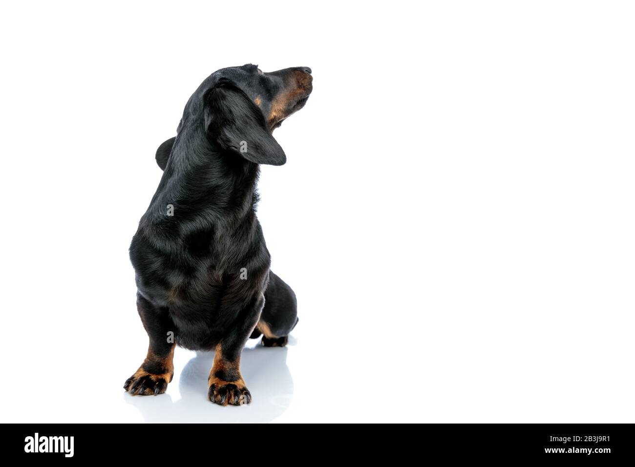 seated beautiful Teckel puppy dog with black fur curiously looking back ...
