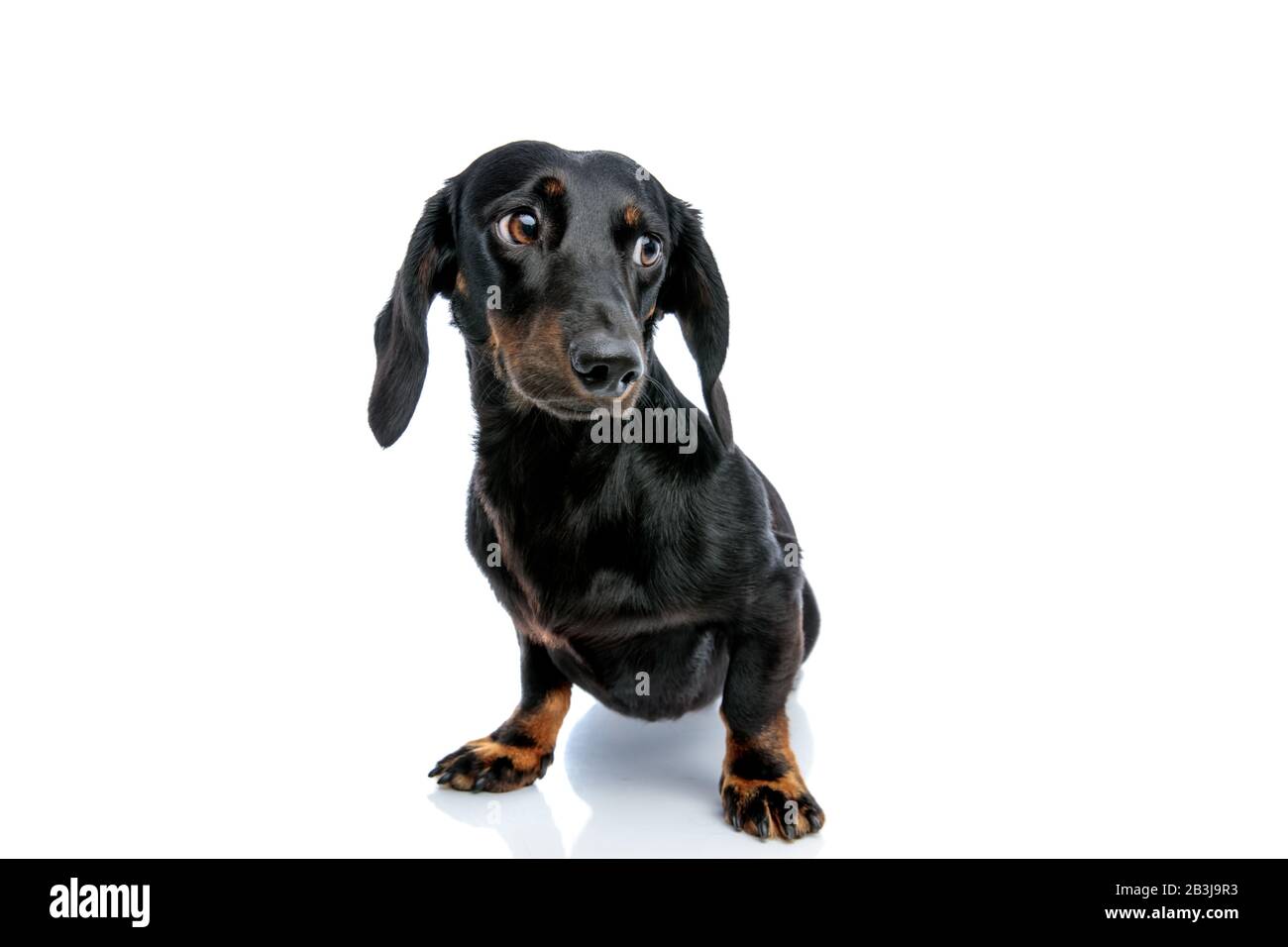 seated cute Teckel puppy dog with black fur looking away mystified on ...