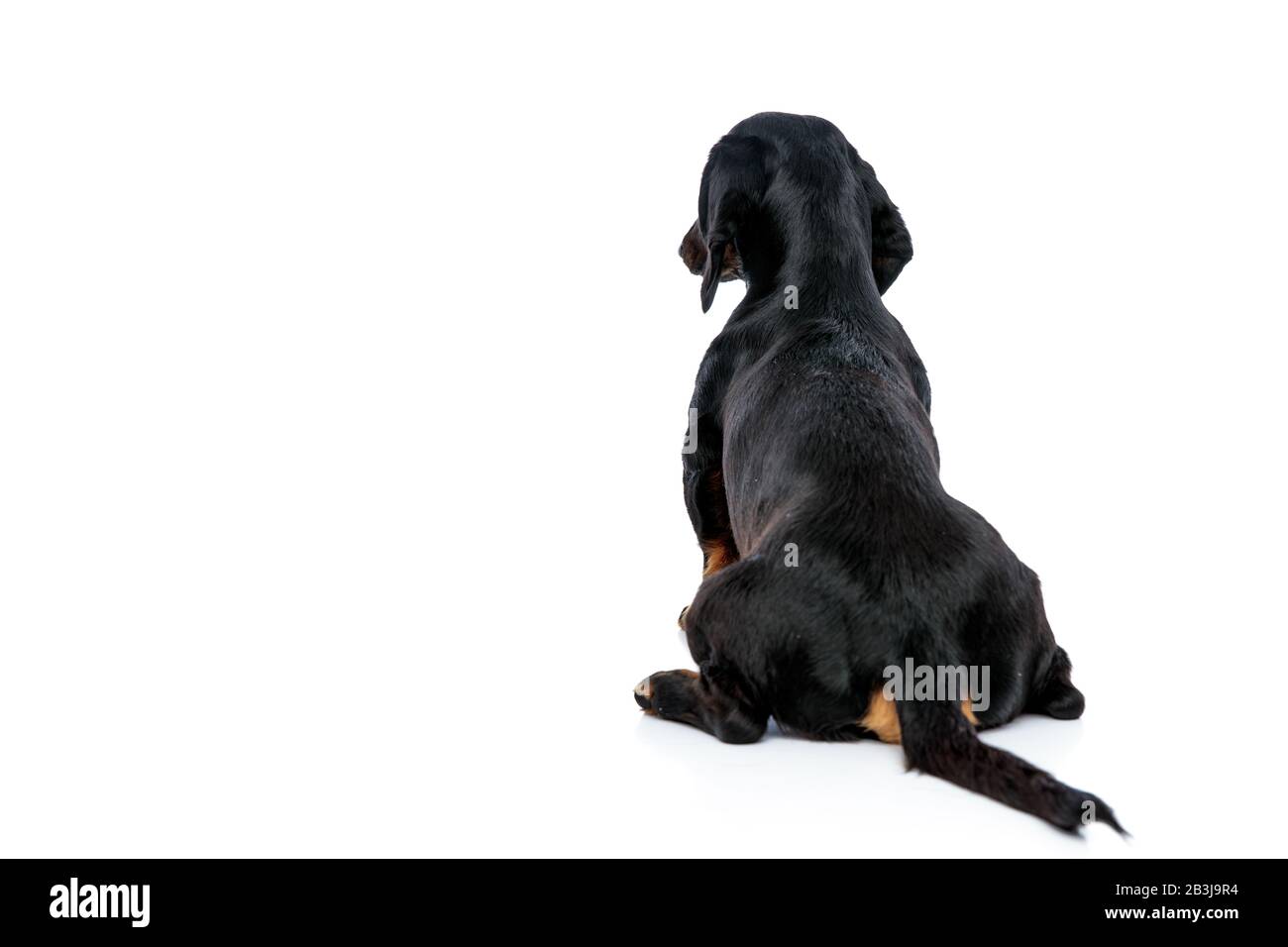 rear view of a seated cute Tickel puppy dog with black fur looking ...