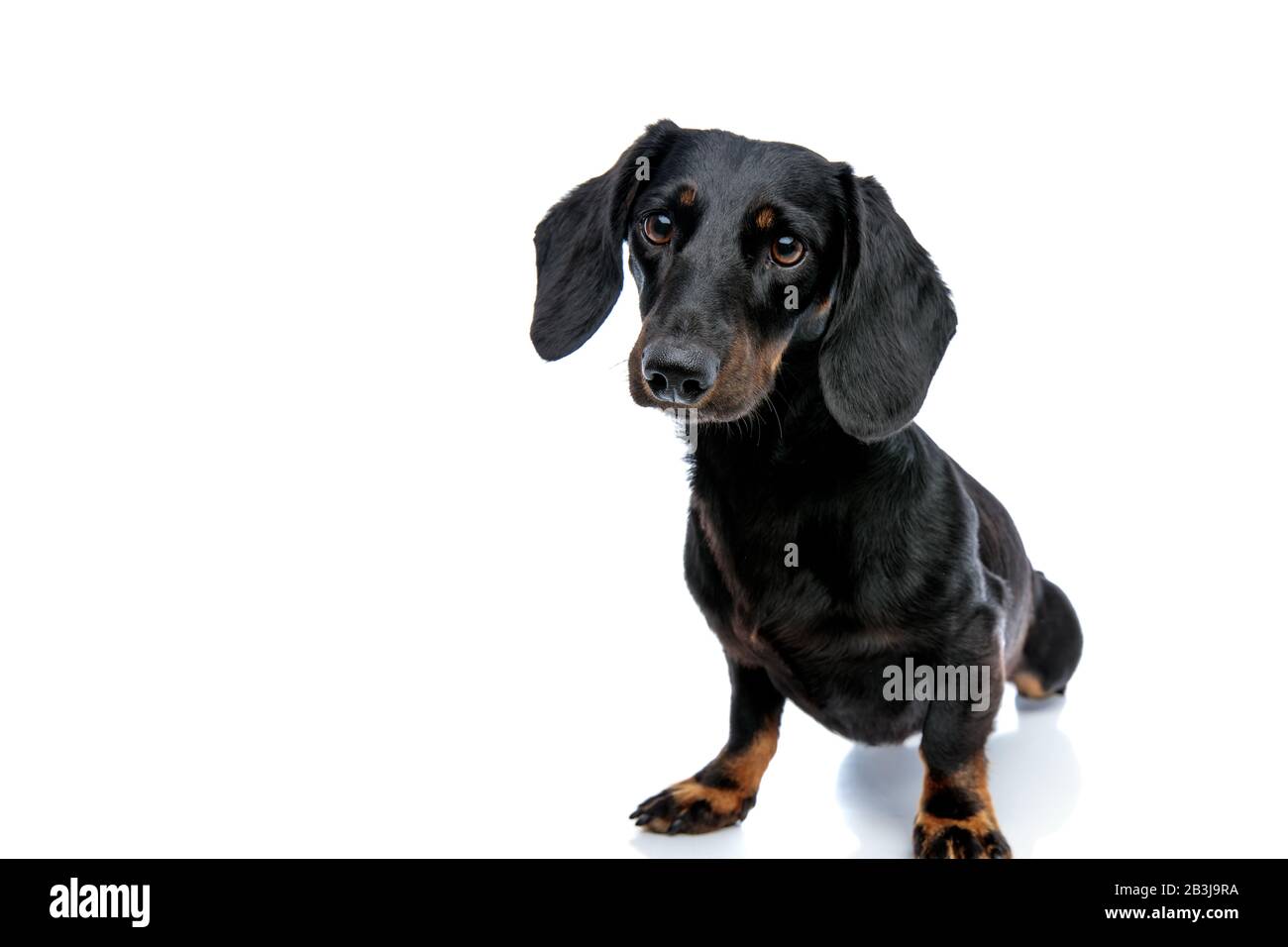 seated sweet Teckel puppy dog with black fur looking ahead curiously on ...