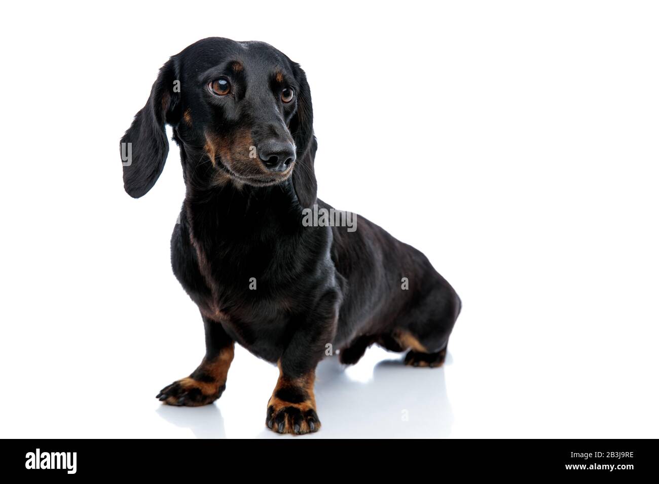 seated cute Teckel puppy dog with black fur happily looking away on ...