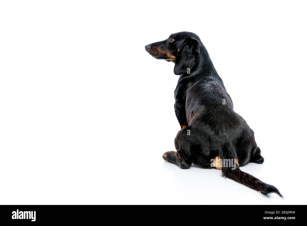 seated tiny Teckel puppy dog with black fur looking sideways from ...