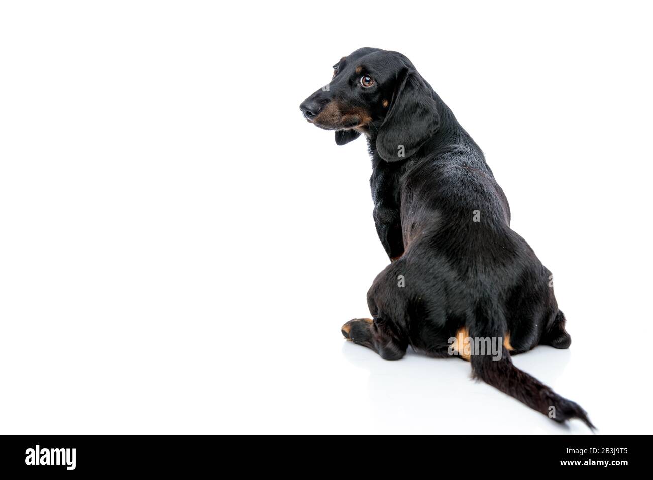 seated little Teckel puppy dog with black fur looking at the camera ...