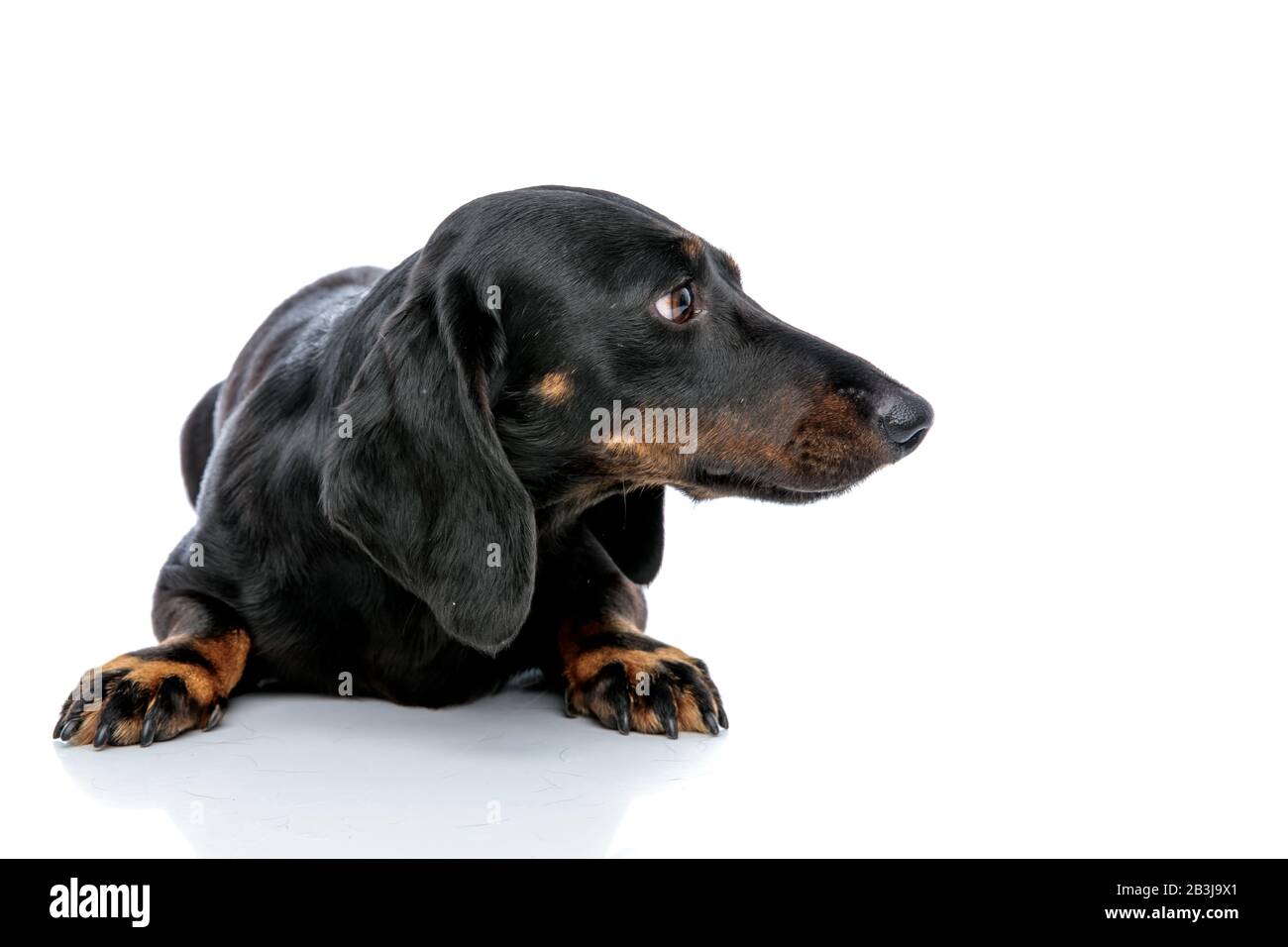 lying down cute Teckel puppy dog with black fur looking sideways on ...