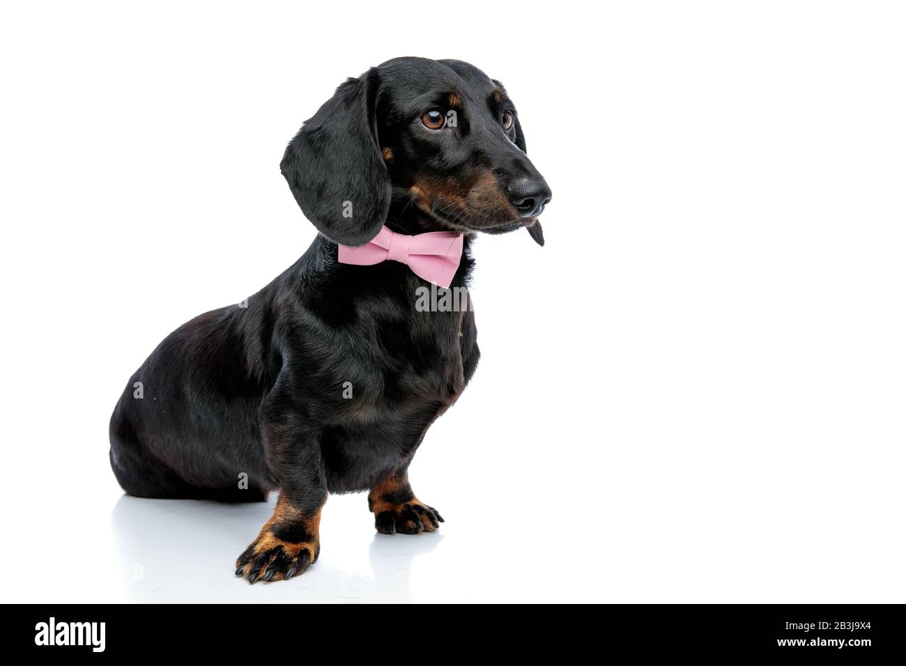 side view of a seated lovely Teckel puppy dog with black fur and pink ...