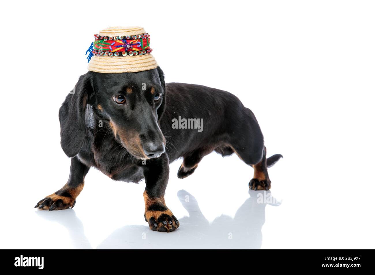 standing cute Teckel puppy dog with black fur and traditional hat ...