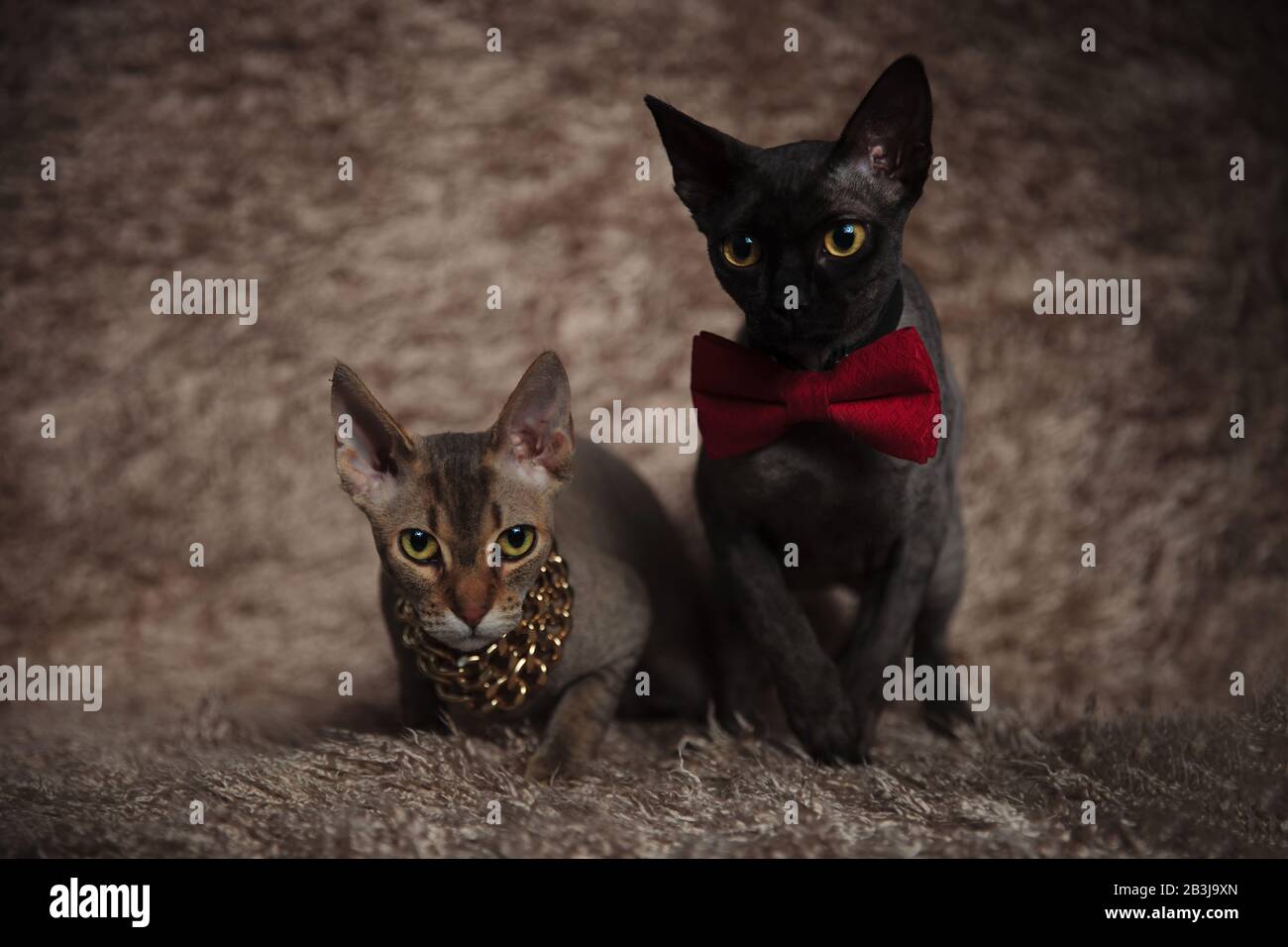 wonderful couple of black and gray cats wearing a bow tie and a chain ...