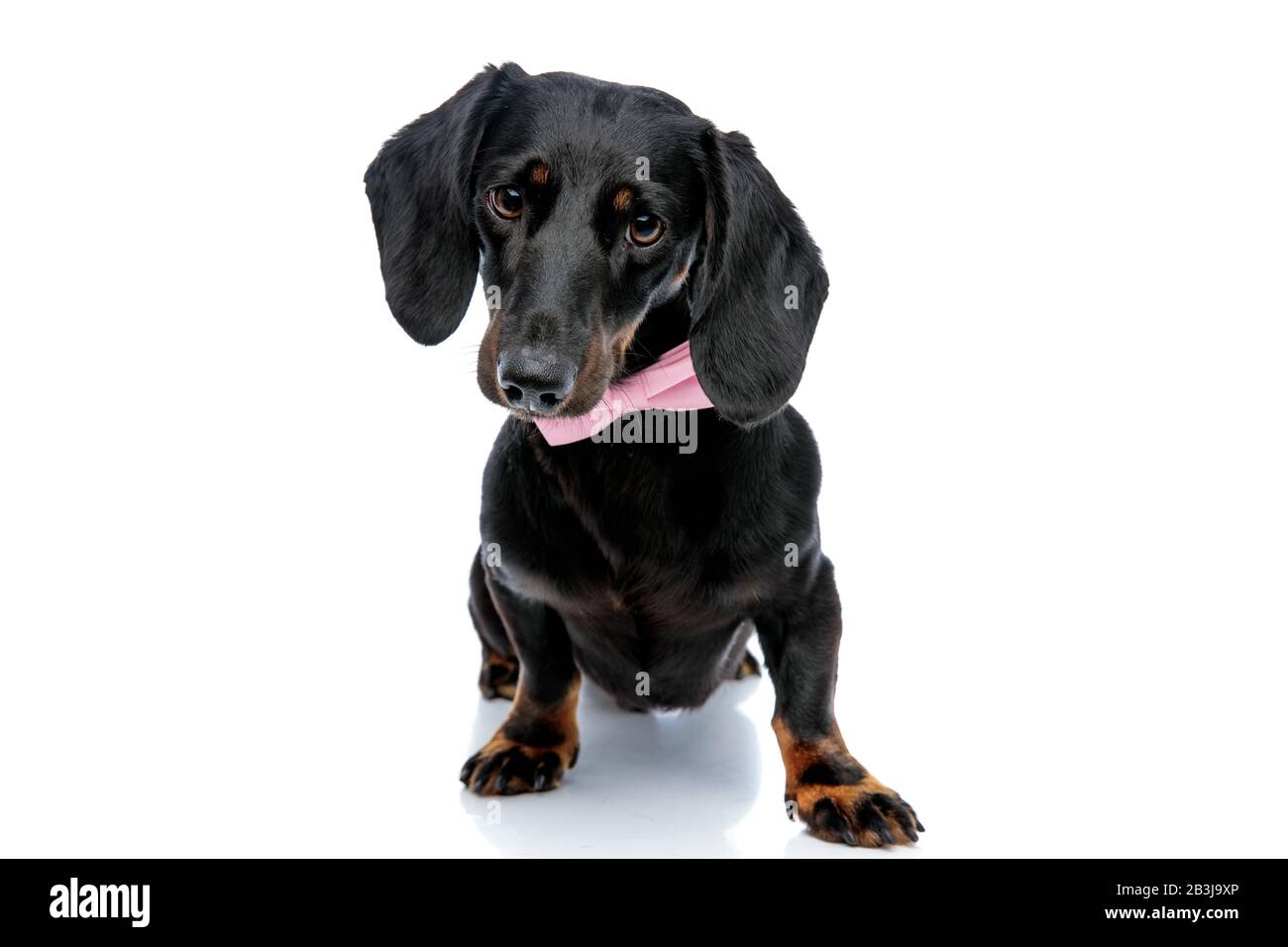 seated cute Teckel puppy dog with black fur and pink bow tie looking ...