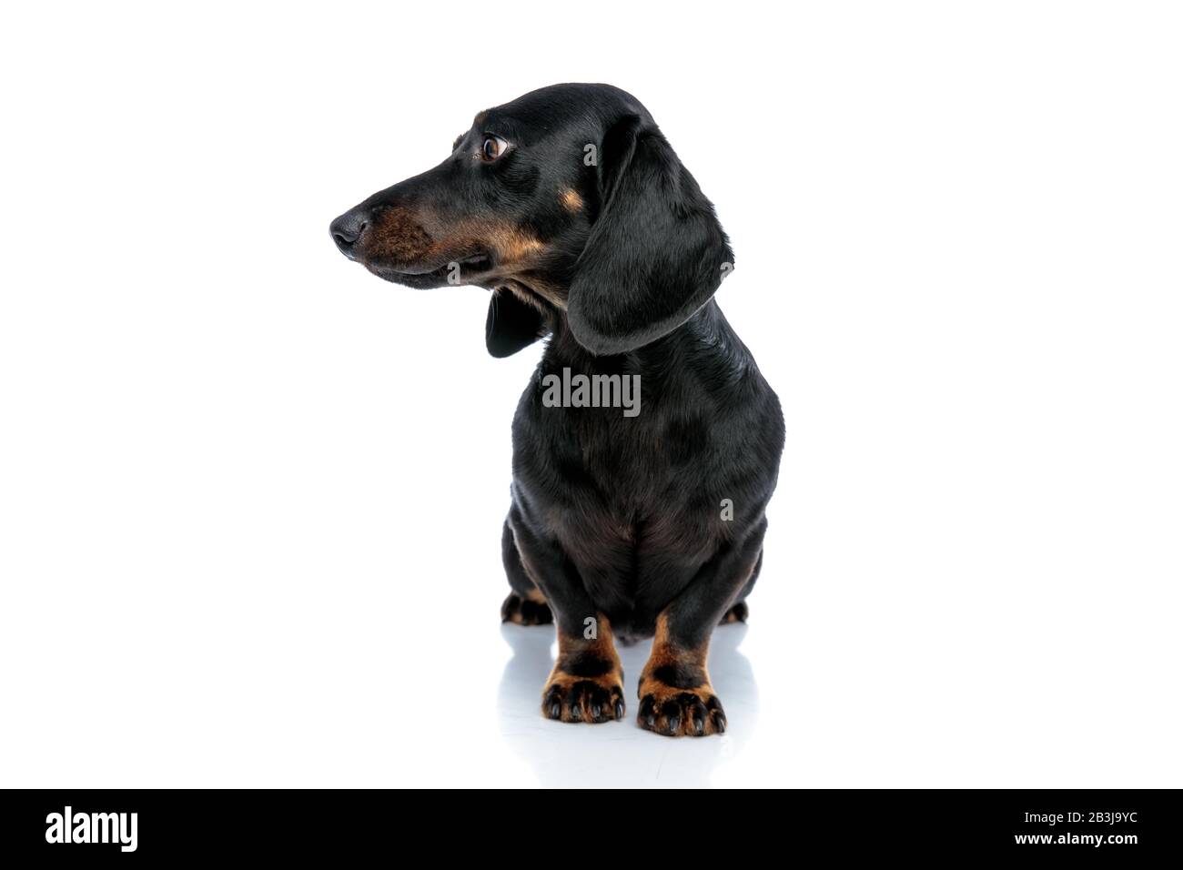 seated pretty Teckel puppy dog with black fur looking sideways ...