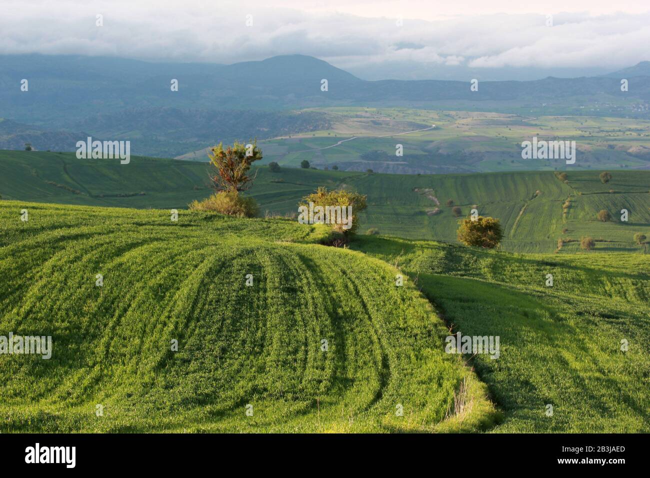 rural landscape green cultivated fields Stock Photo - Alamy
